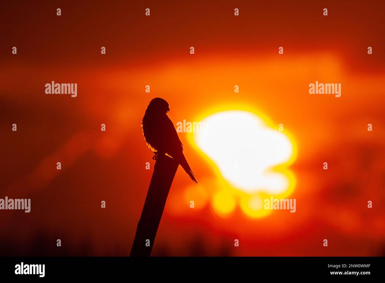 common kestrel (Falco tinnunculus) Silhouette of a falcon at sunset ...