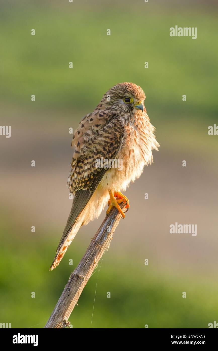 common kestrel Female (Falco tinnunculus Stock Photo - Alamy