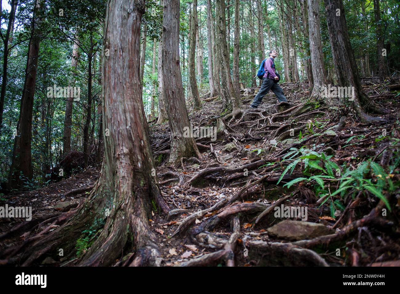 Pilgrim, Kumano Kodo, Nakahechi route, near Takahara village,Tanabe ...
