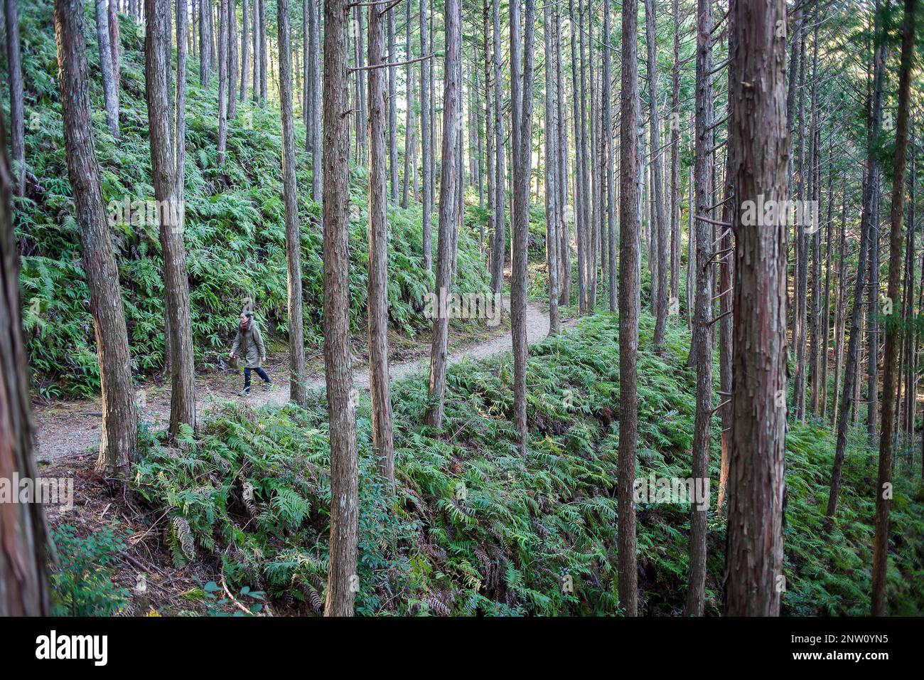 Pilgrim in Kumano Kodo near Hosshinmon-oji, Nakahechi route, Wakayama ...