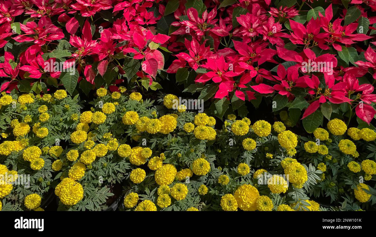 Many color varieties hi-res stock photography and images - Alamy