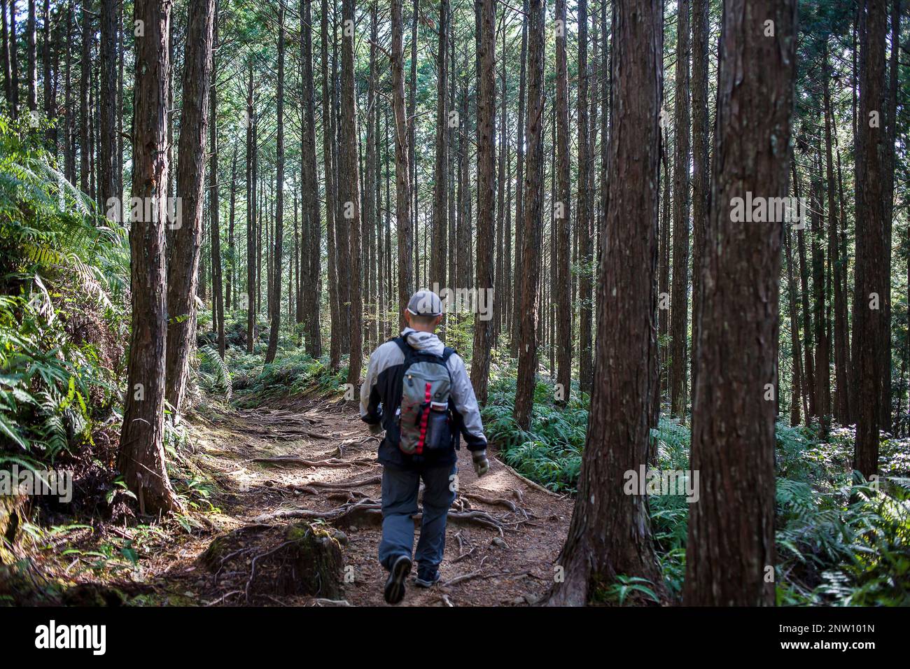 Pilgrim in Kumano Kodo near Kumano Hongu Taisha grand Shrine, Nakahechi ...