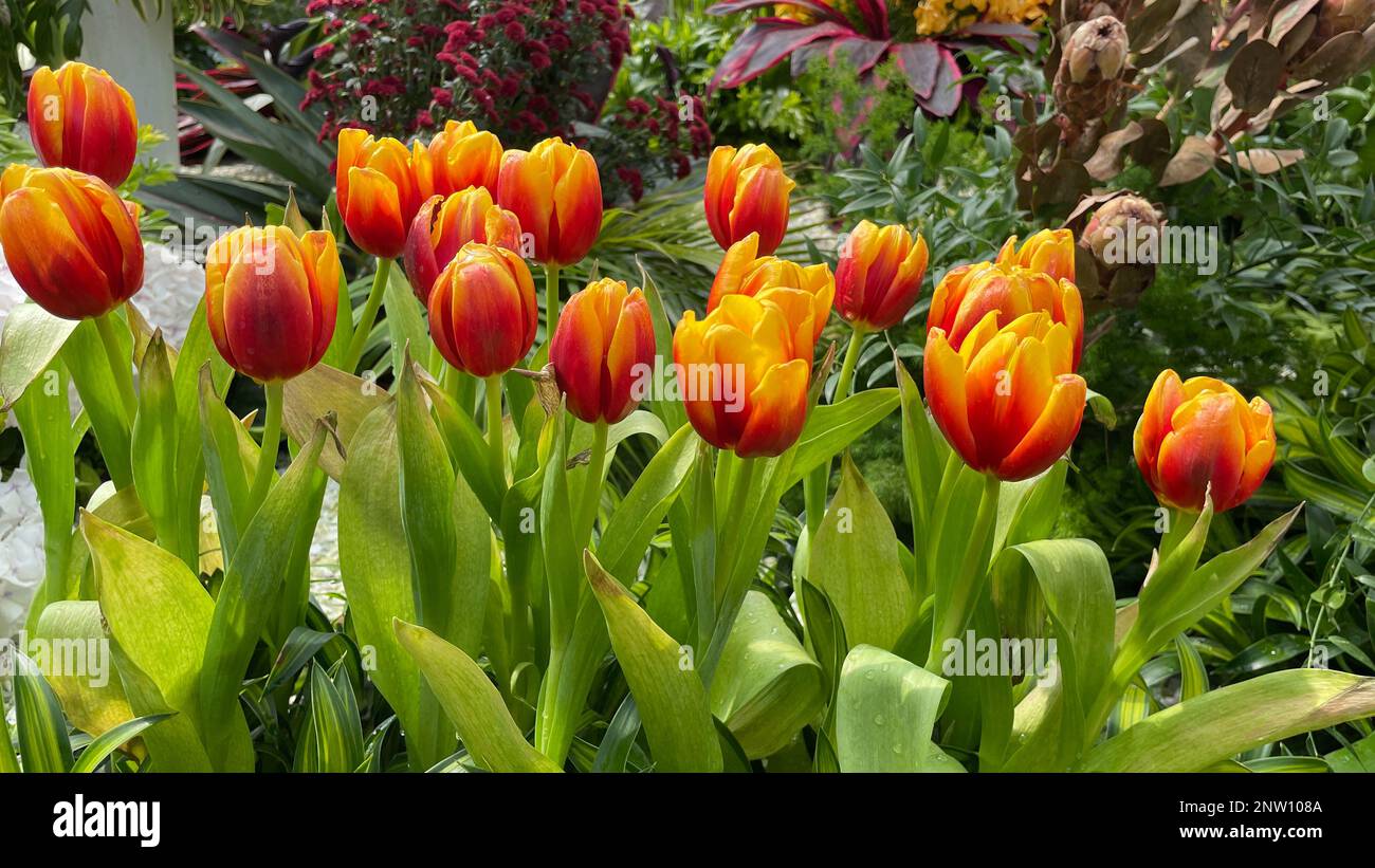 Beautiful Red and yellow tulips blooming due to the arrival of spring ...