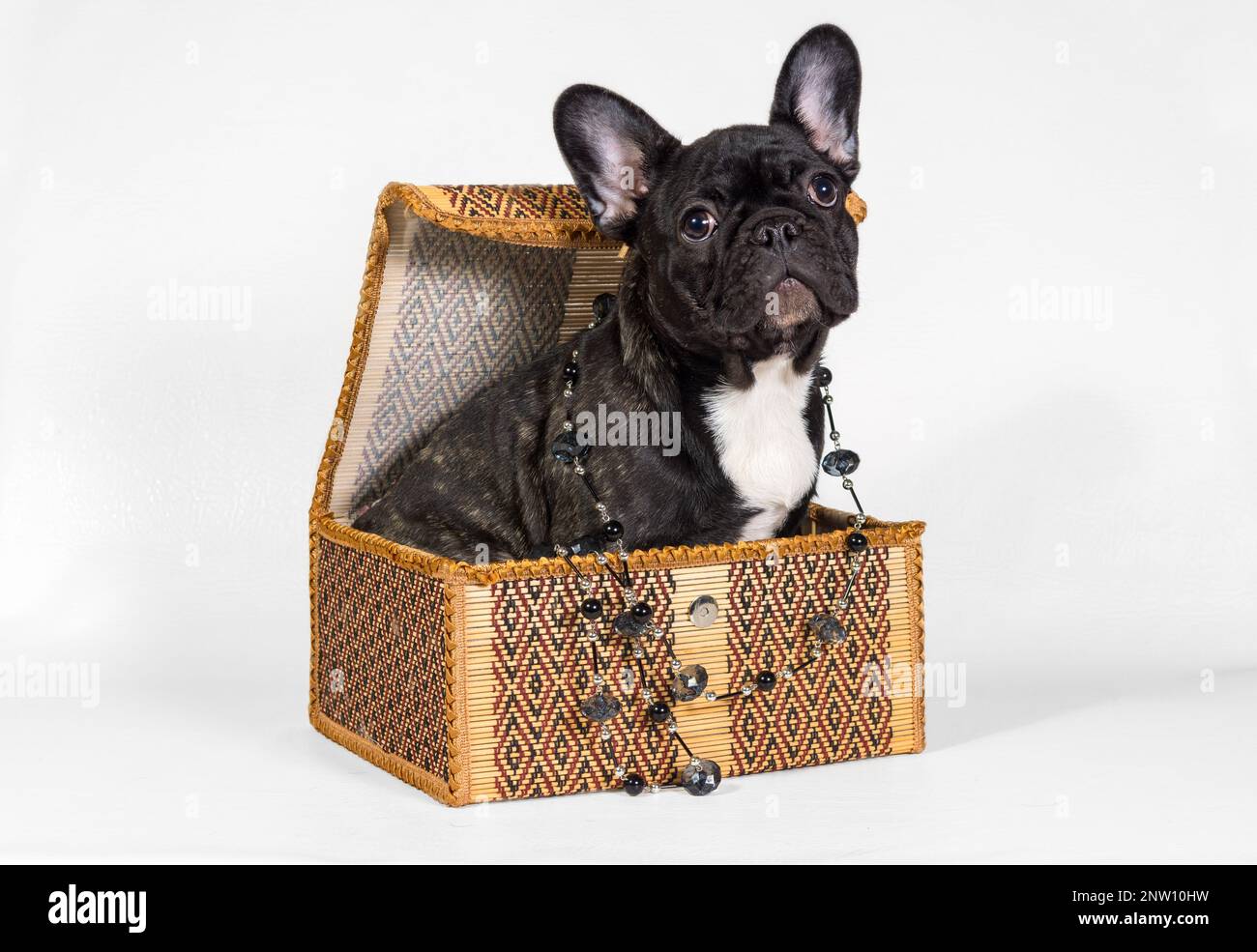 Puppy in a box hi-res stock photography and images - Alamy
