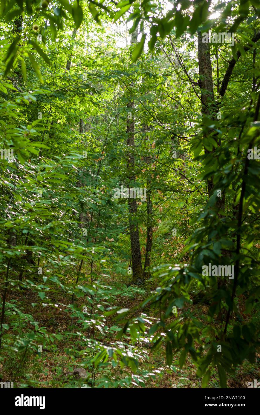 Leafy chestnut forest with green leaves in the vertical Ambroz Valley ...