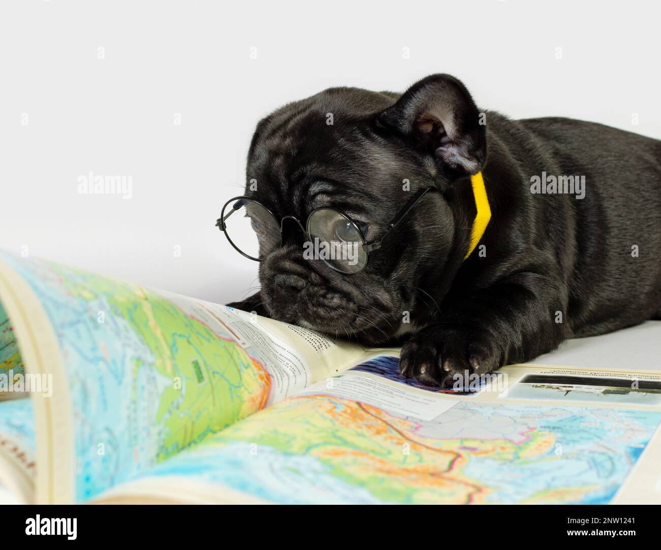 Dog reading map hi-res stock photography and images - Alamy