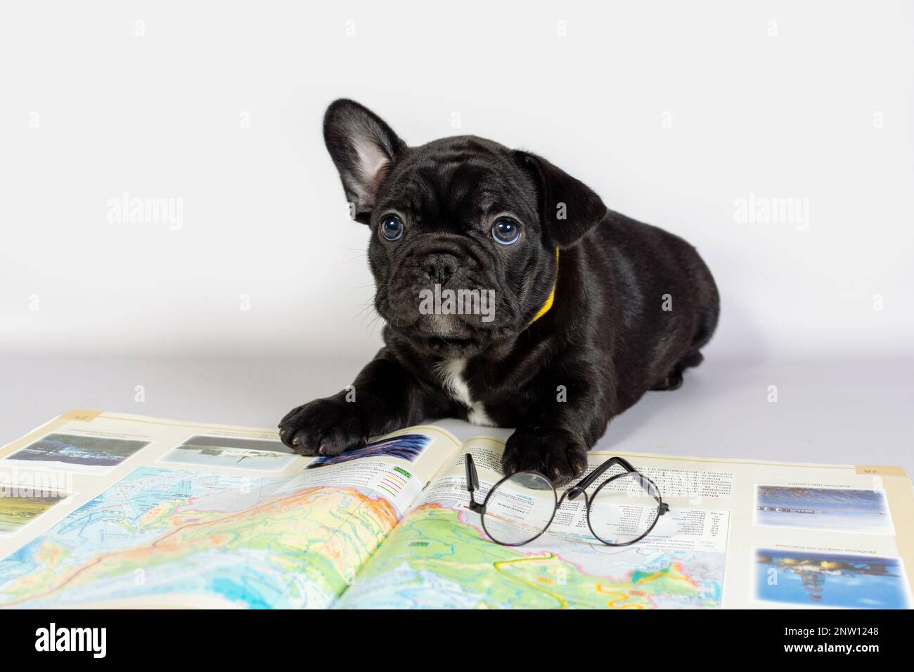 Dog reading map hi-res stock photography and images - Alamy