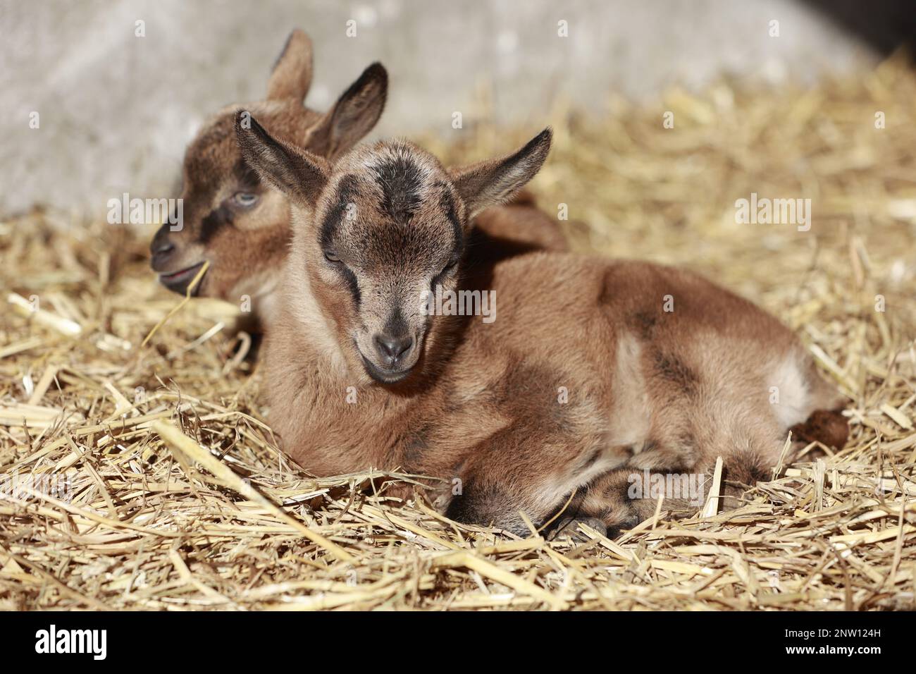 Tanne, Germany. 28th Feb, 2023. The two young resin goats are 14 days ...
