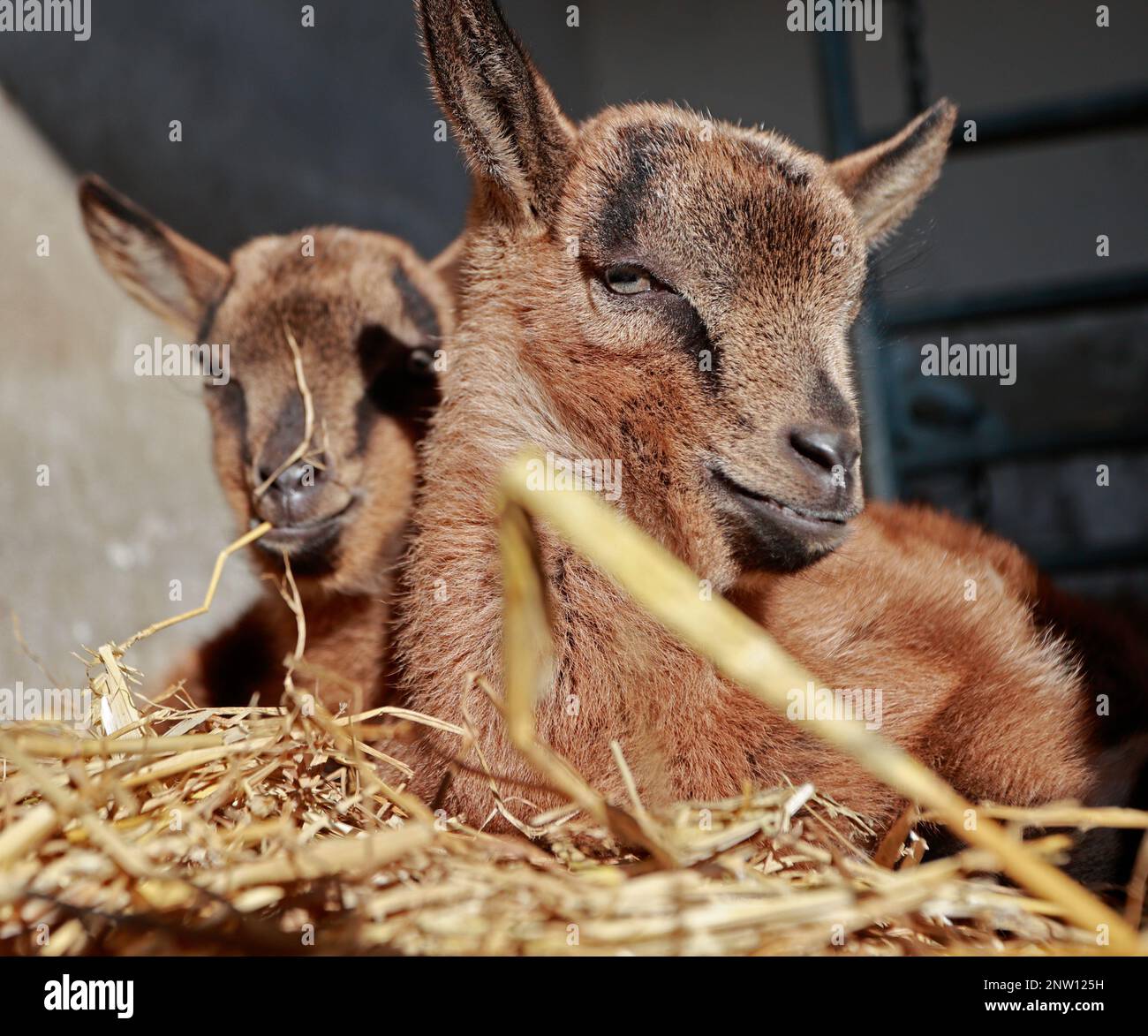 Tanne, Germany. 28th Feb, 2023. The two young resin goats are 14 days ...