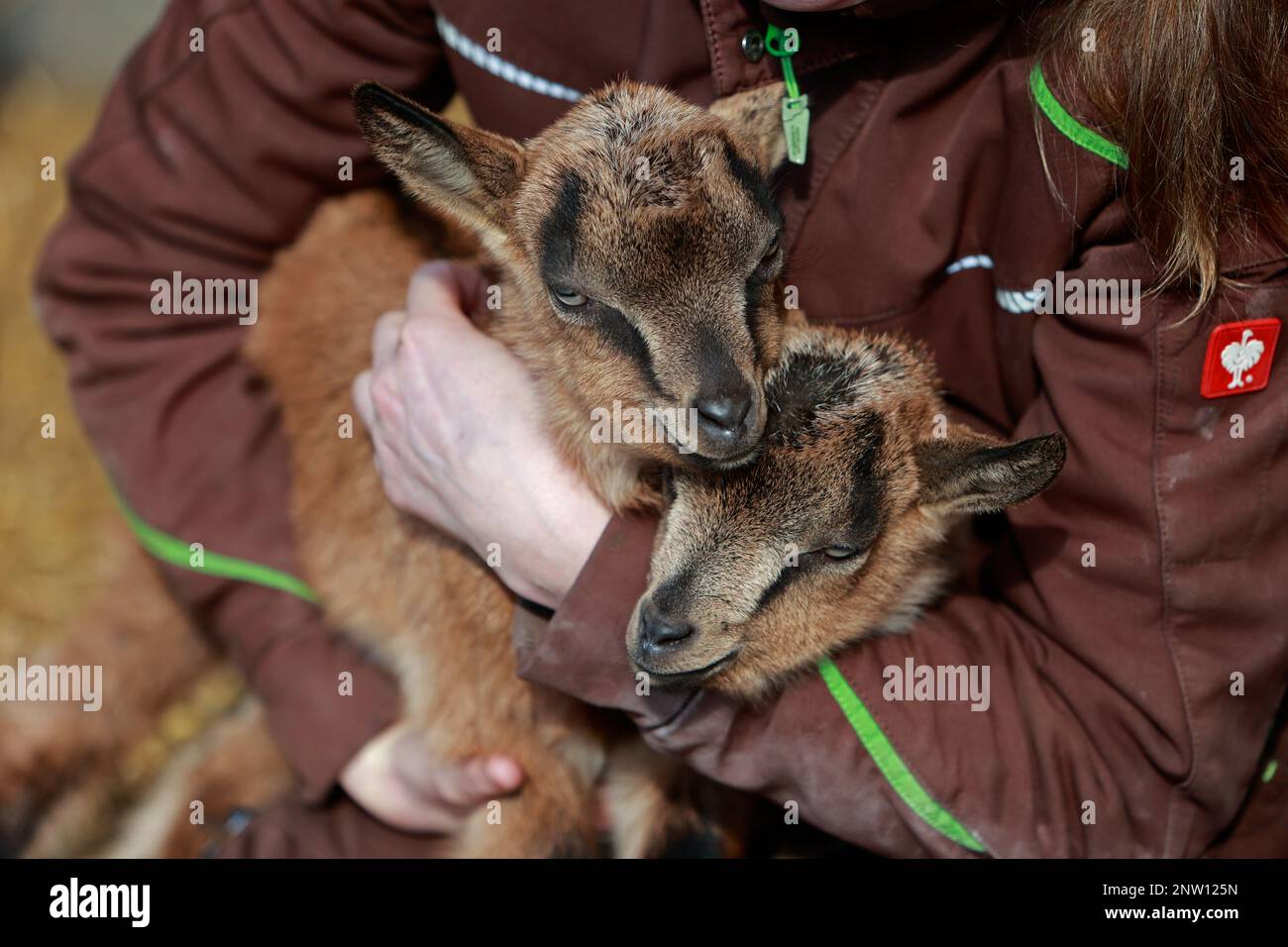 28 February 2023, Saxony-Anhalt, Tanne: Brockenbauer junior manager ...