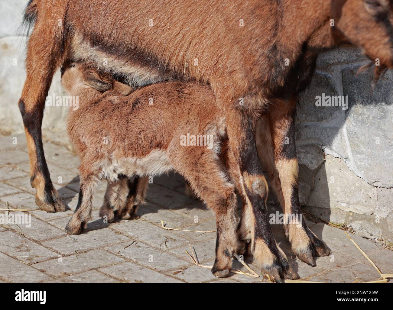 28 February 2023, Saxony-Anhalt, Tanne: A resin goat suckling on the ...