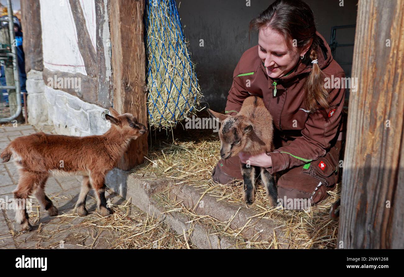 28 February 2023, Saxony-Anhalt, Tanne: Brockenbauer junior manager ...