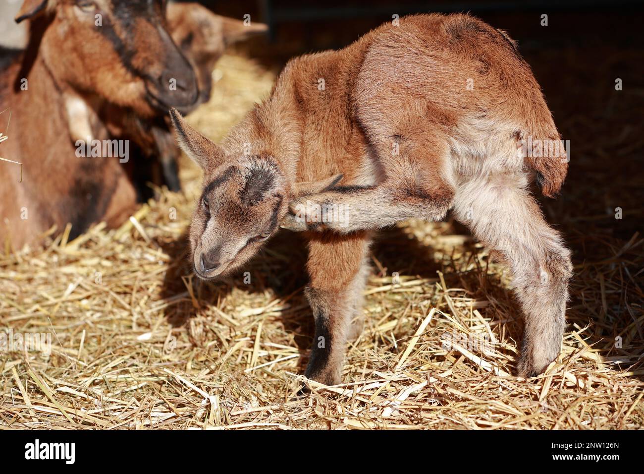 28 February 2023, Saxony-Anhalt, Tanne: A resin goat scratches its head ...