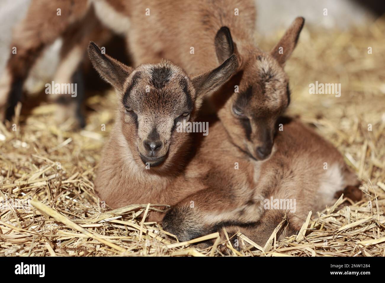 Tanne, Germany. 28th Feb, 2023. The two young resin goats are 14 days ...