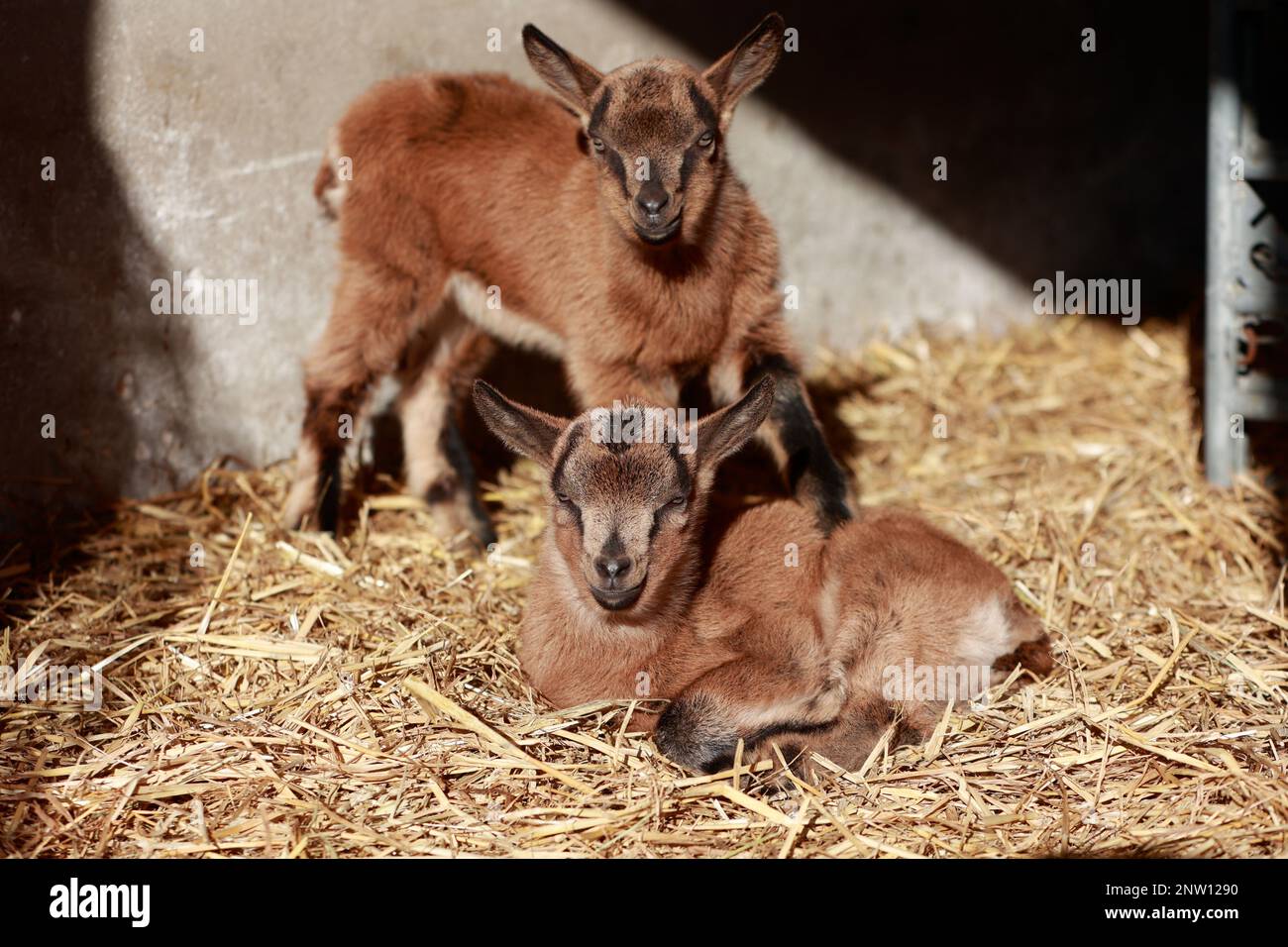Tanne, Germany. 28th Feb, 2023. The two young resin goats are 14 days ...
