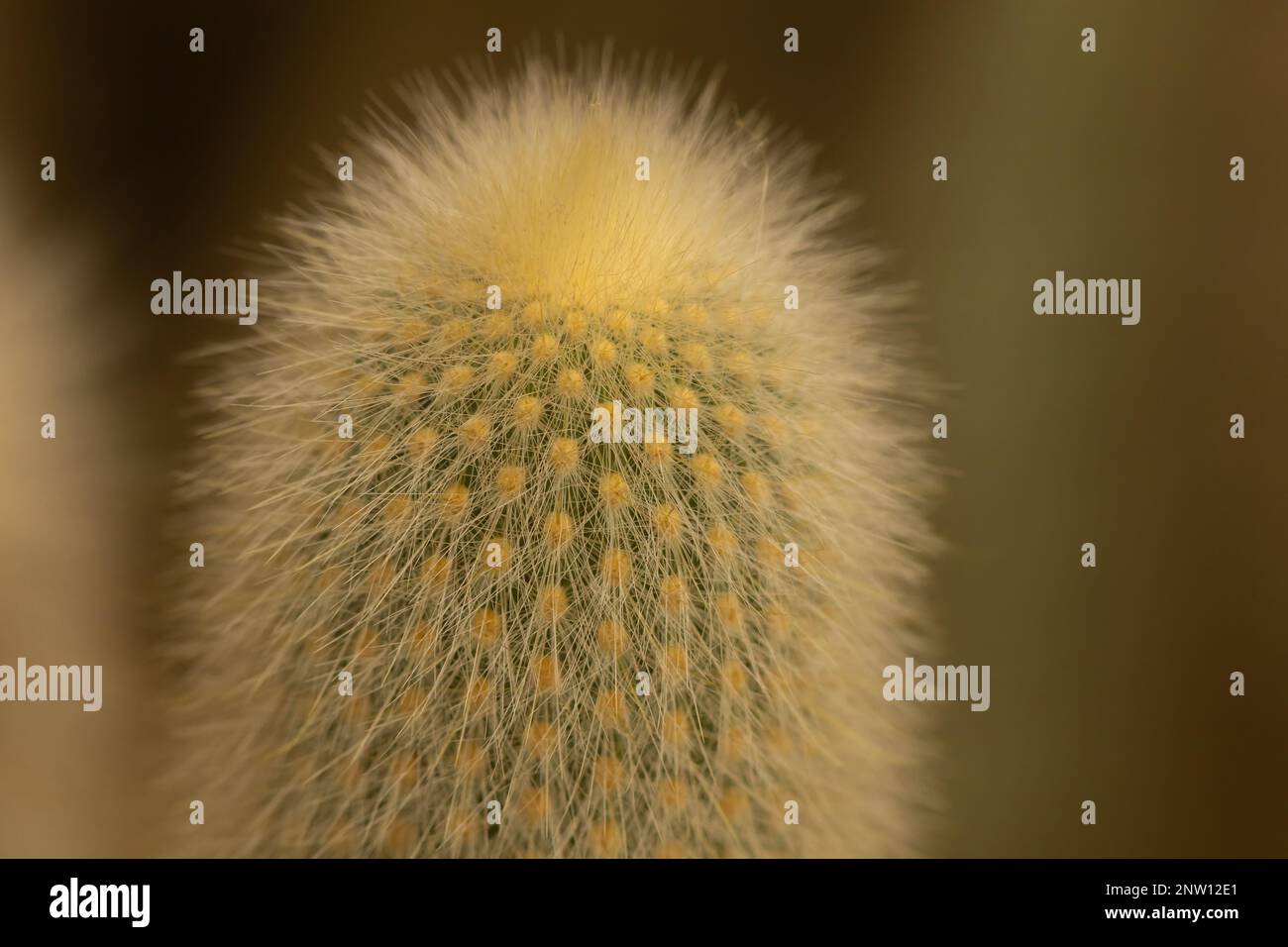 A beautiful cactus with a perfect pattern of leaves with pointed tips ...