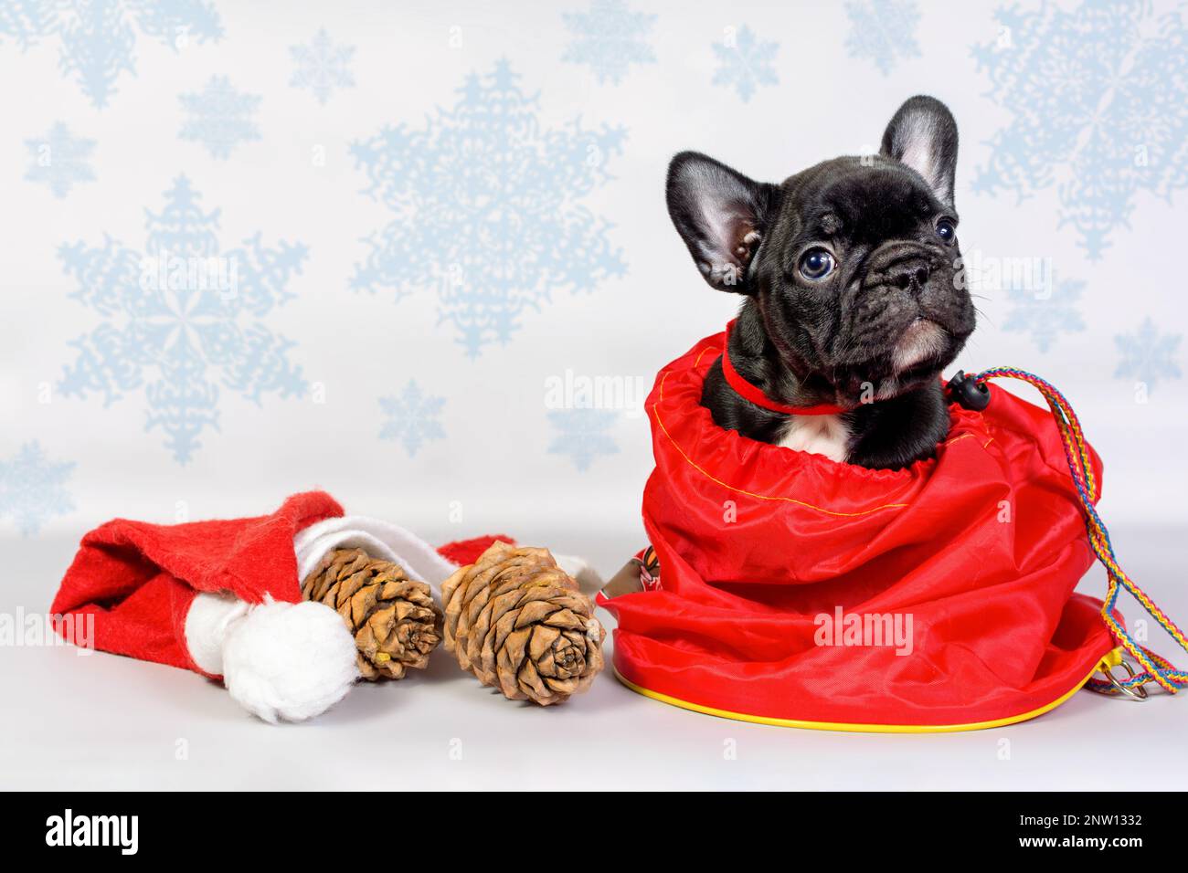 French bulldog puppy in gift bag with cedar cones and Santa hat ...