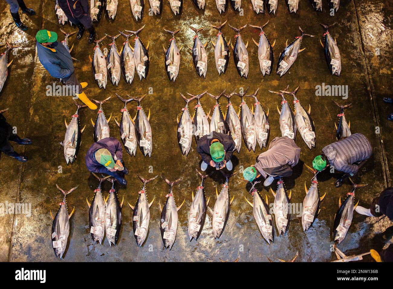 Tuna Market, in fishing port, Katsuura, Nachikatsuura, Nakahechi route ...