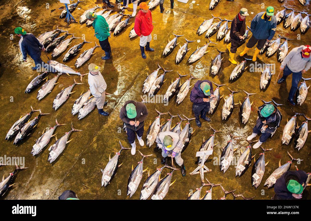 Tuna Market, in fishing port, Katsuura, Nachikatsuura, Nakahechi route ...