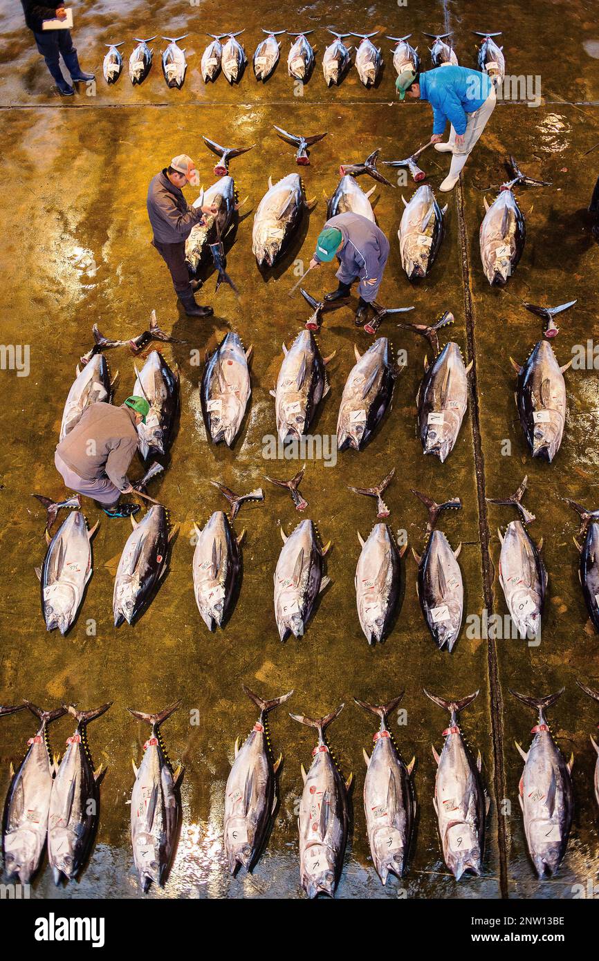 Tuna Market, in fishing port, Katsuura, Nachikatsuura, Nakahechi route ...