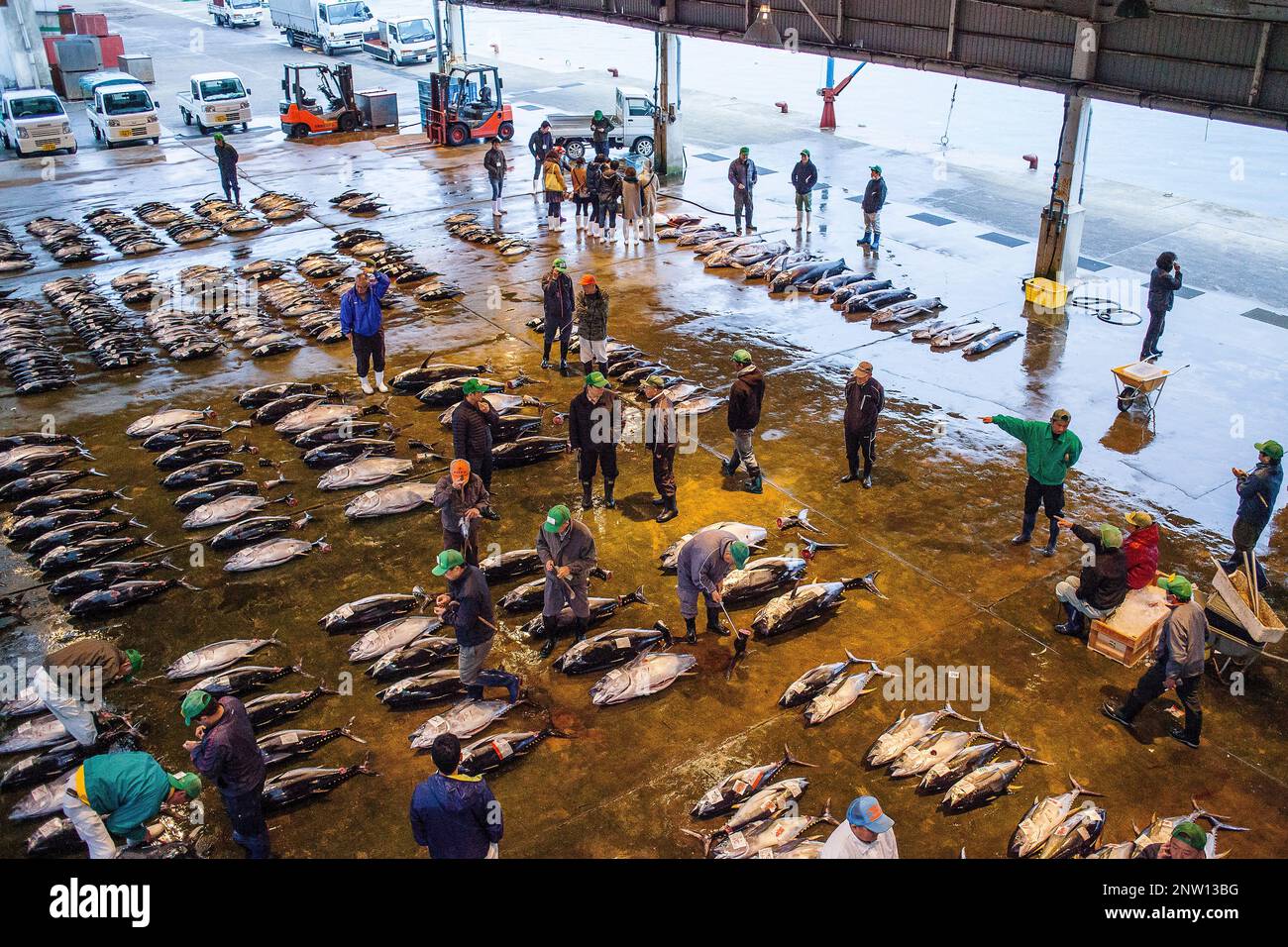 Tuna Market, in fishing port, Katsuura, Nachikatsuura, Nakahechi route ...