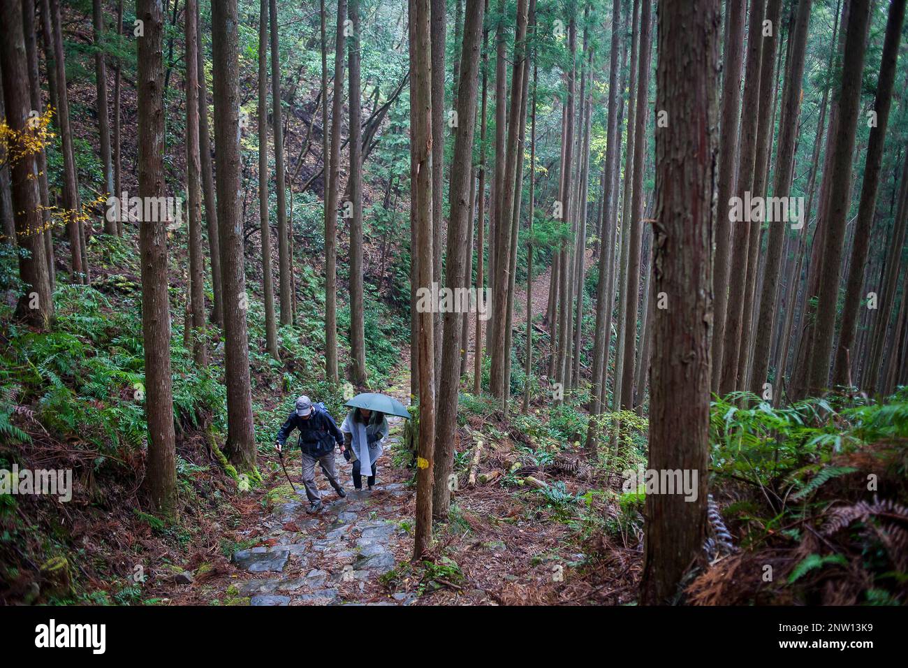 Pilgrims in Ogumotori-goe section, Kumano Kodo, Nakahechi route ...