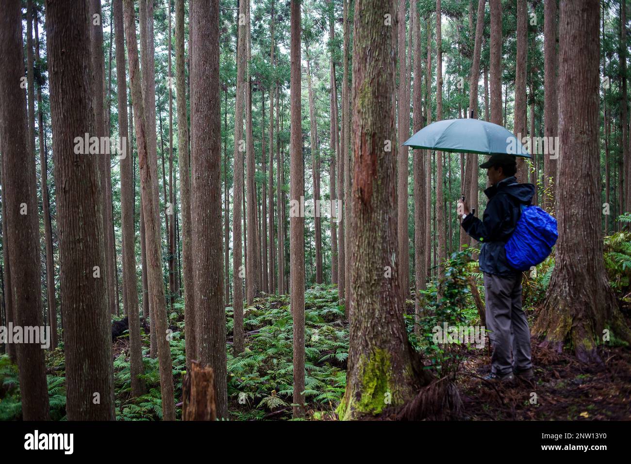 Pilgrim in Ogumotori-goe section, Kumano Kodo, Nakahechi route ...