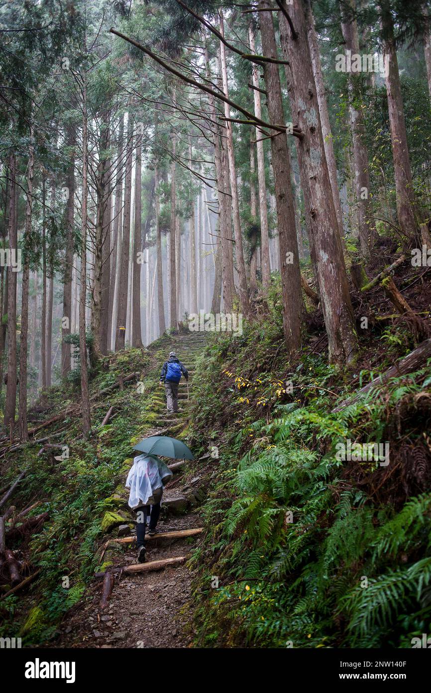 Pilgrims in Ogumotori-goe section, Kumano Kodo, Nakahechi route ...