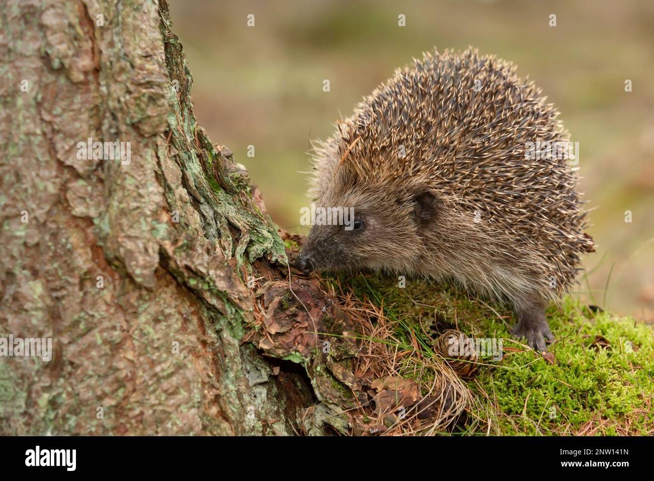 Wild, native hedgehog foraging in hedgehog friendly garden. Taken ...
