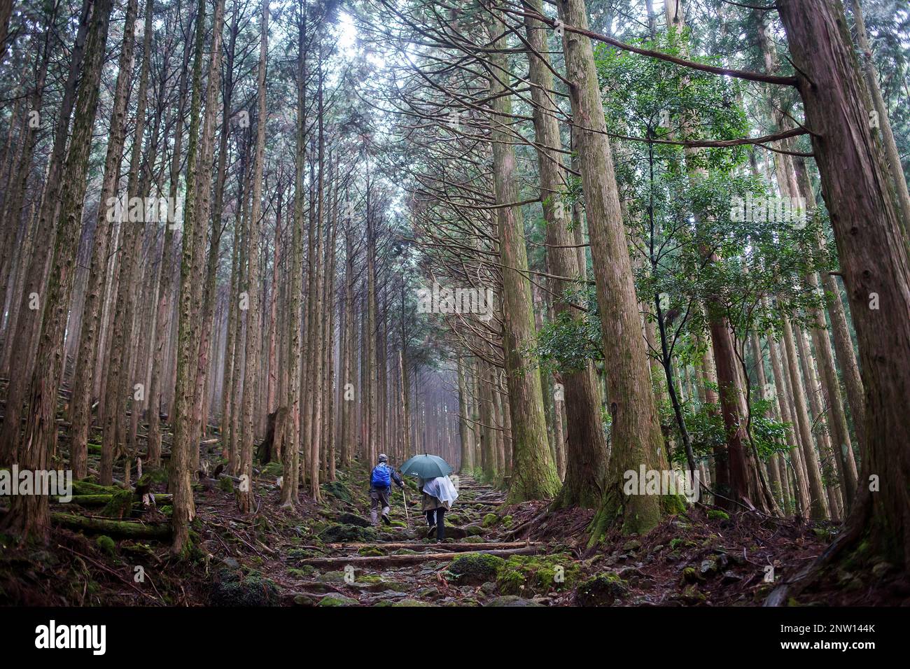 Pilgrims in Ogumotori-goe section, Kumano Kodo, Nakahechi route ...