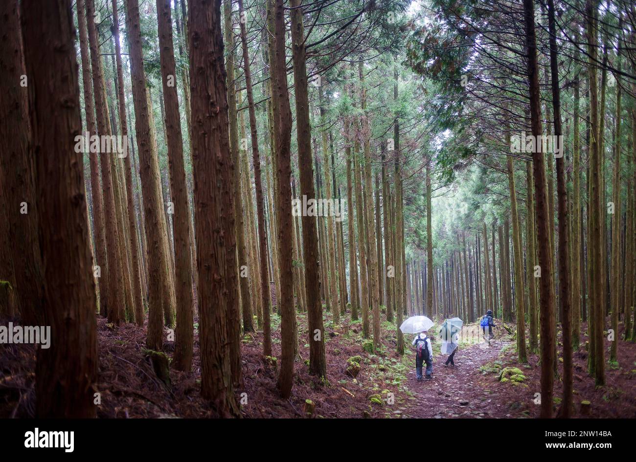 Pilgrims in Ogumotori-goe section, Kumano Kodo, Nakahechi route ...
