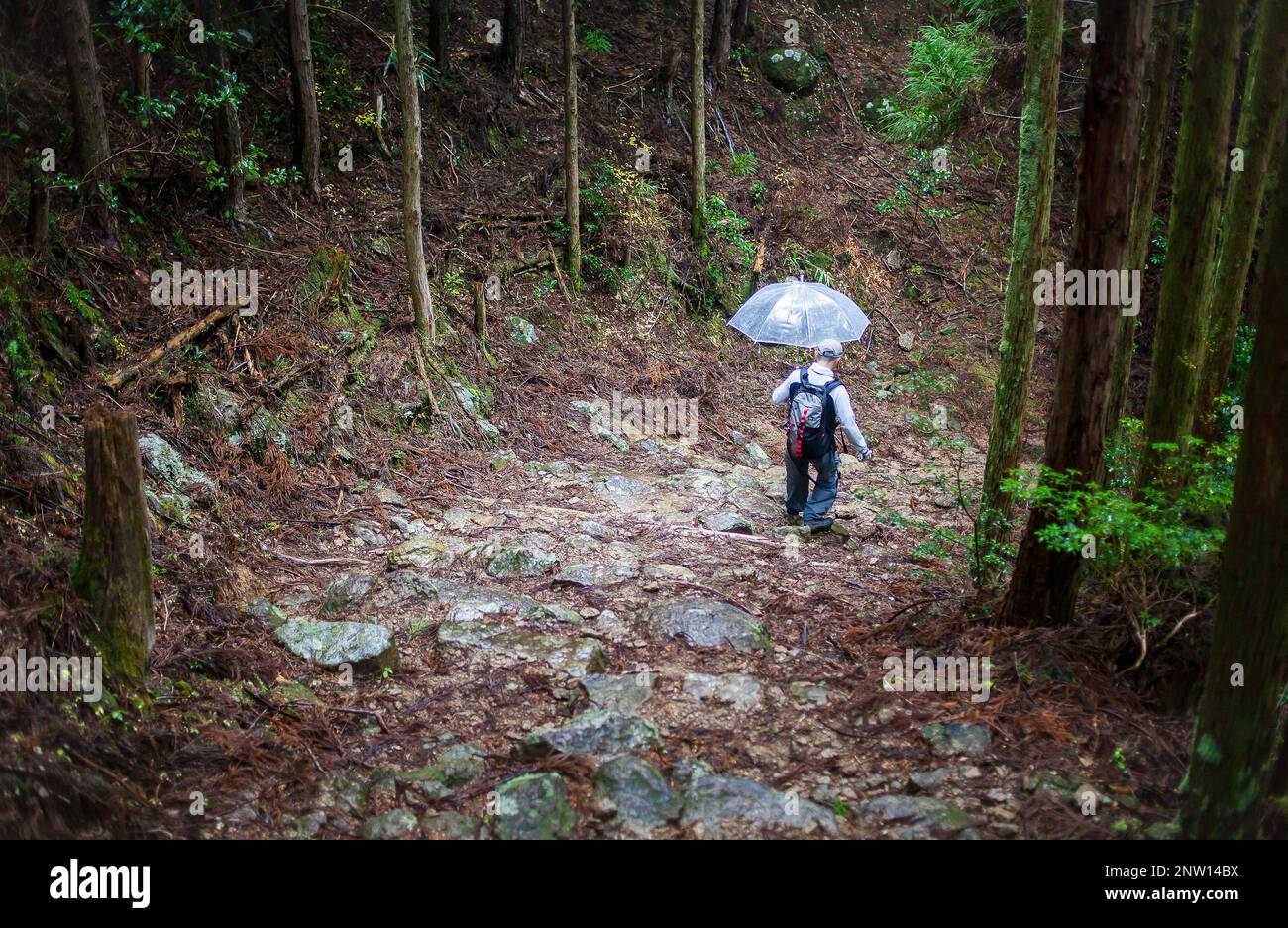 Pilgrim in Ogumotori-goe section, Kumano Kodo, Nakahechi route ...