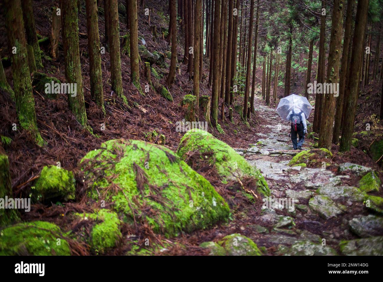 Pilgrim in Ogumotori-goe section, Kumano Kodo, Nakahechi route ...