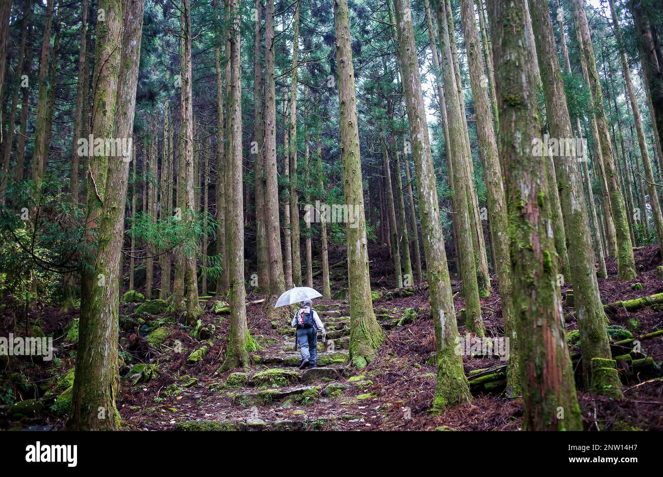 Pilgrim in Ogumotori-goe section, Kumano Kodo, Nakahechi route ...