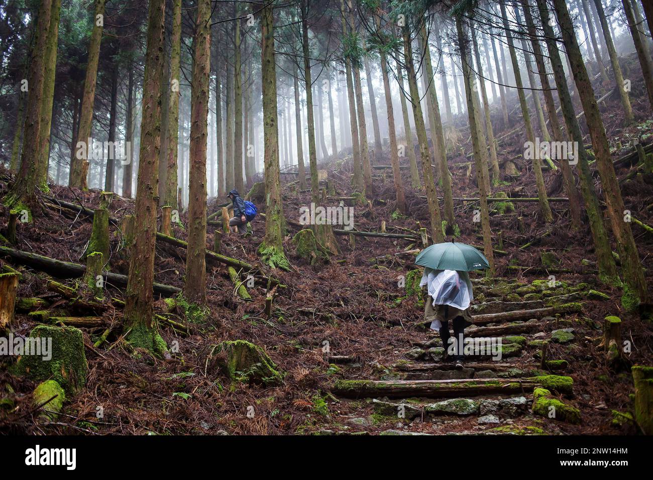 Pilgrims in Ogumotori-goe section, Kumano Kodo, Nakahechi route ...