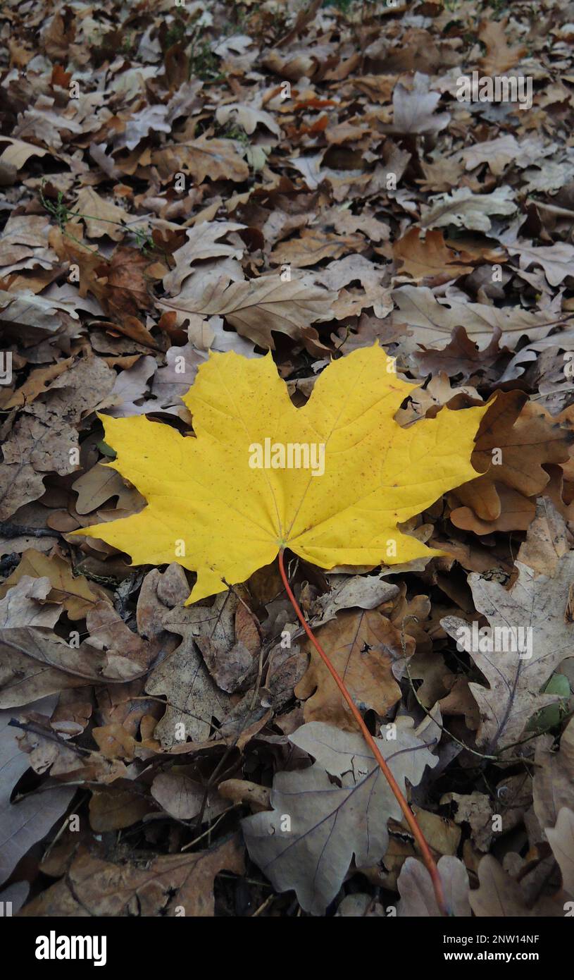 Yellow maple leaf on fallen oak leaves angle view for vertical ...