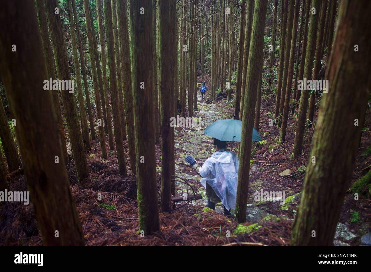 Pilgrims in Ogumotori-goe section, Kumano Kodo, Nakahechi route ...