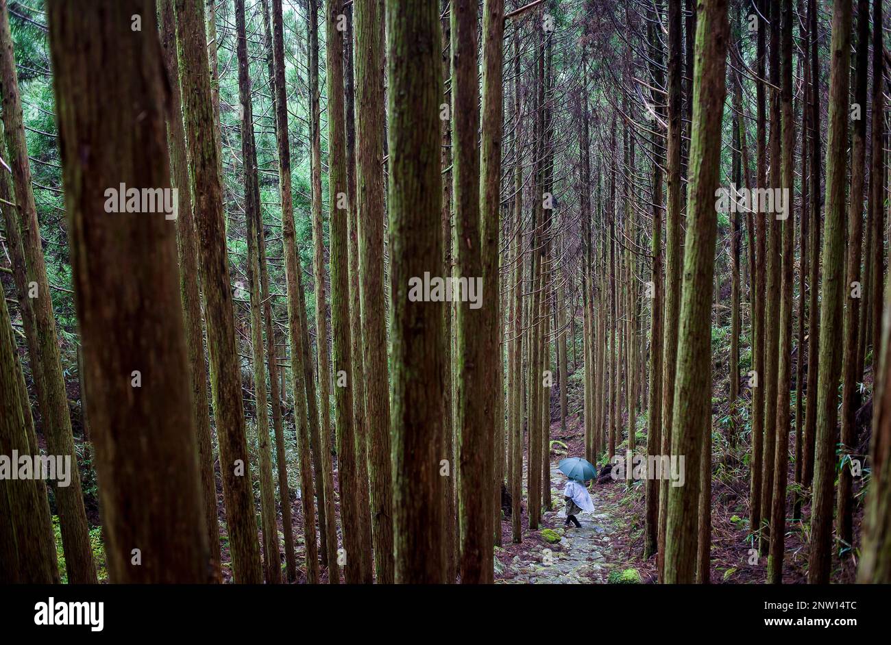 Pilgrim in Ogumotori-goe section, Kumano Kodo, Nakahechi route ...