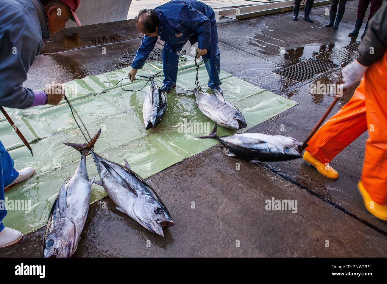 Tuna Market, in fishing port, Katsuura,Nachikatsuura, Kumano Kodo ...