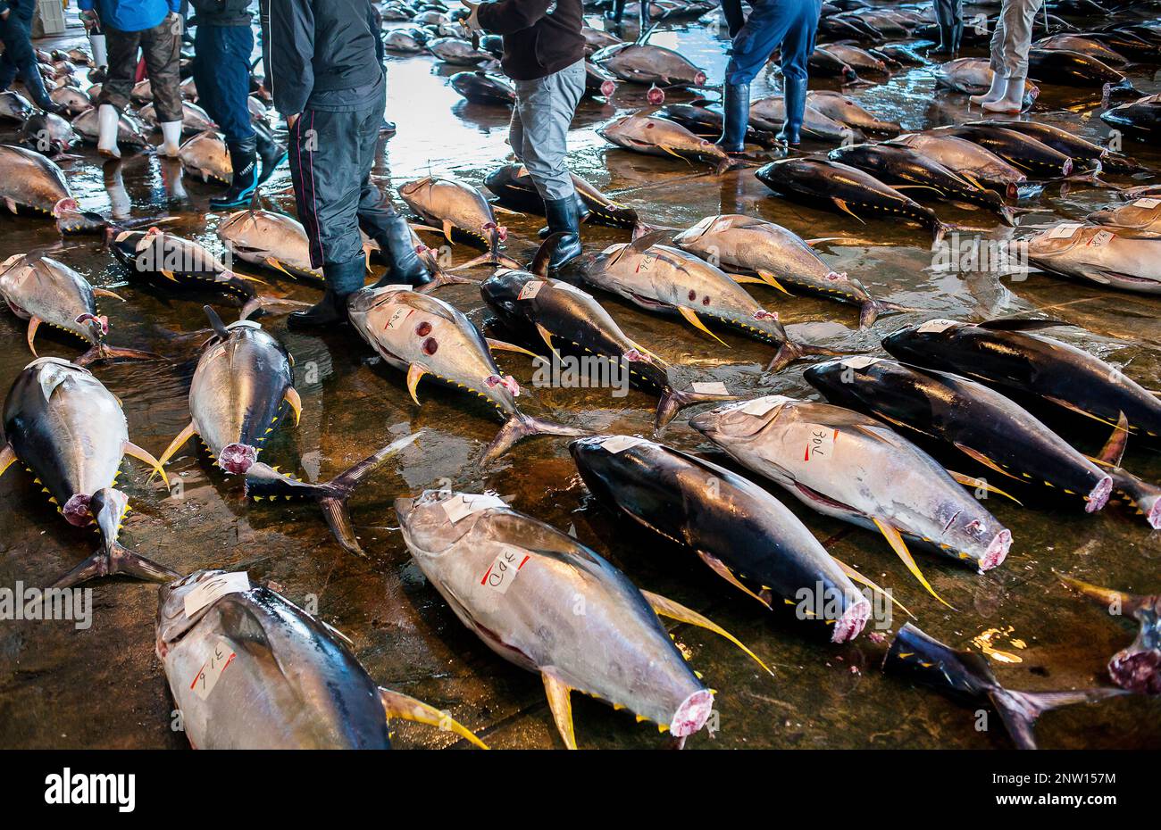 Tuna Market, in fishing port, Katsuura,Nachikatsuura, Kumano Kodo ...