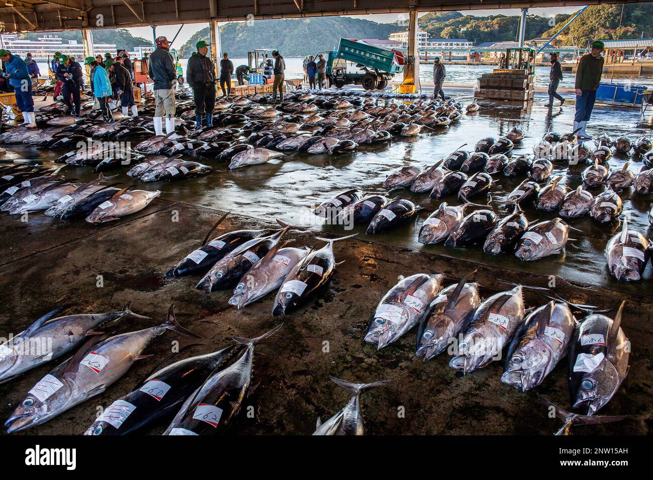 Tuna Market, in fishing port, Katsuura,Nachikatsuura, Kumano Kodo ...