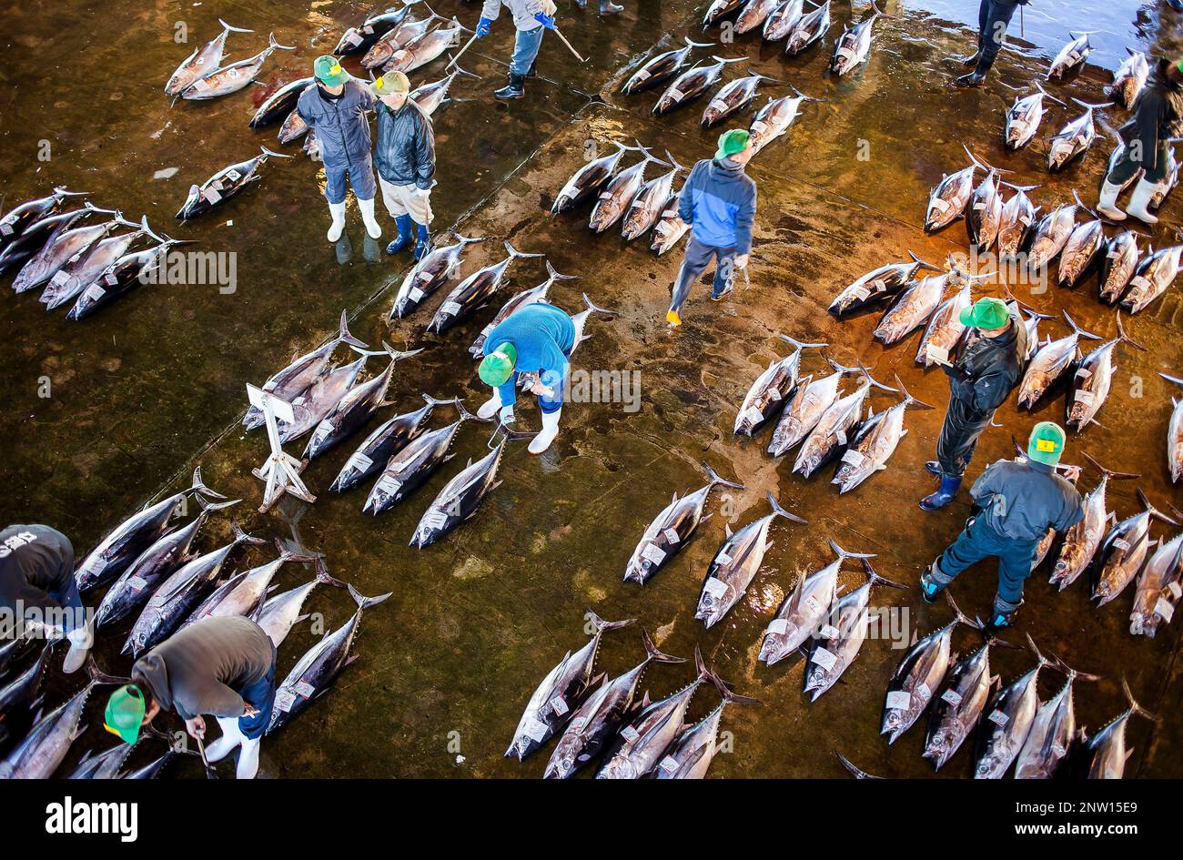 Tuna Market, in fishing port, Katsuura,Nachikatsuura, Kumano Kodo ...