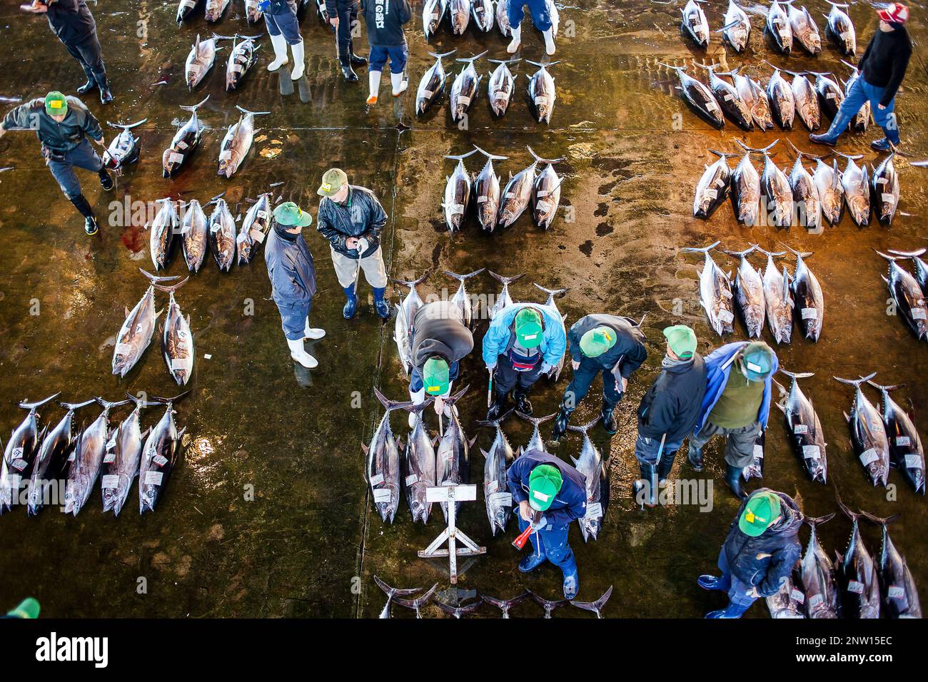 Tuna Market, in fishing port, Katsuura,Nachikatsuura, Kumano Kodo ...