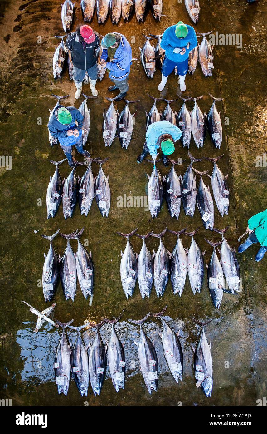 Tuna Market, in fishing port, Katsuura,Nachikatsuura, Kumano Kodo ...