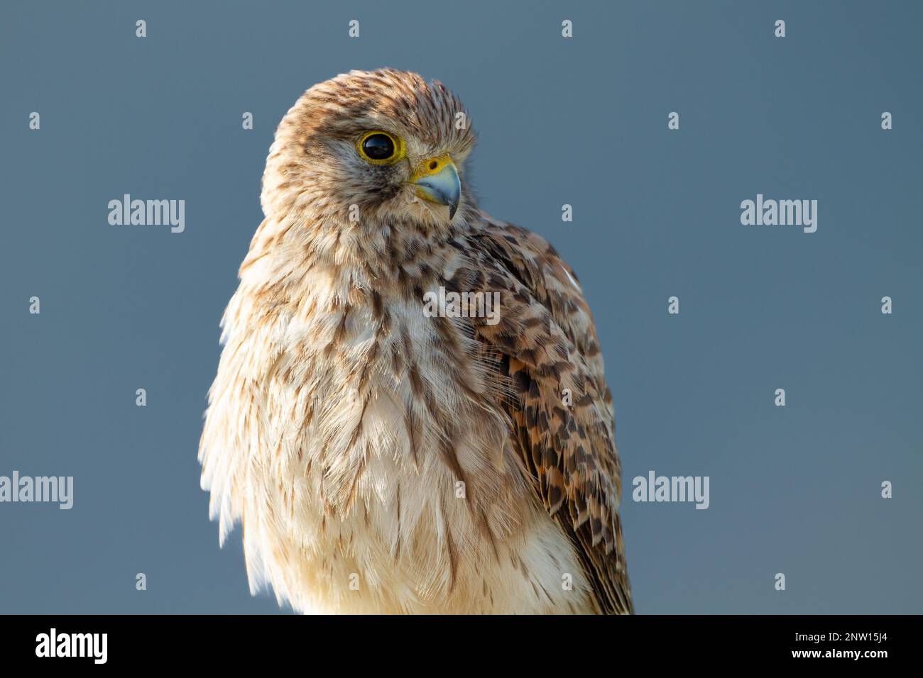 common kestrel Female (Falco tinnunculus Stock Photo - Alamy