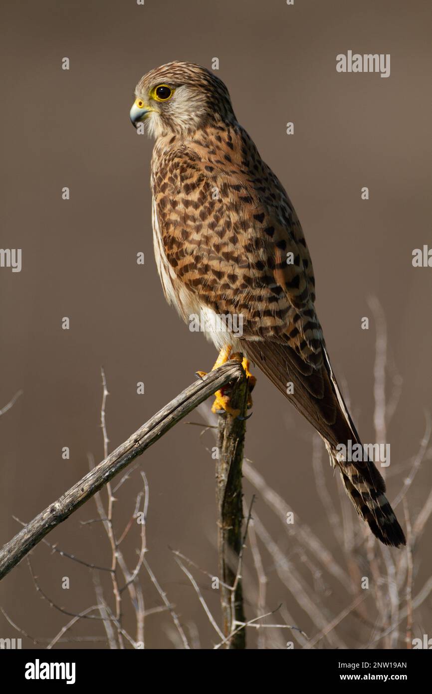 common kestrel Female (Falco tinnunculus Stock Photo - Alamy