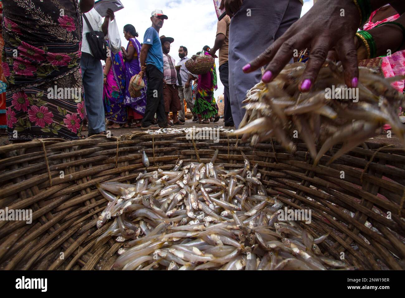 An impeccably dressed fisherwoman loads her basket with fish she has ...