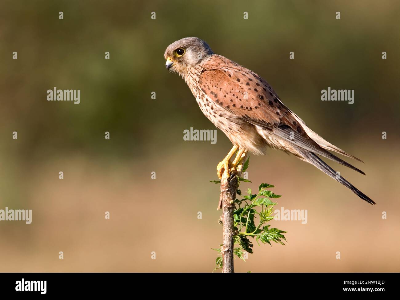 Adult male of common kestrel (Falco tinnunculus Stock Photo - Alamy