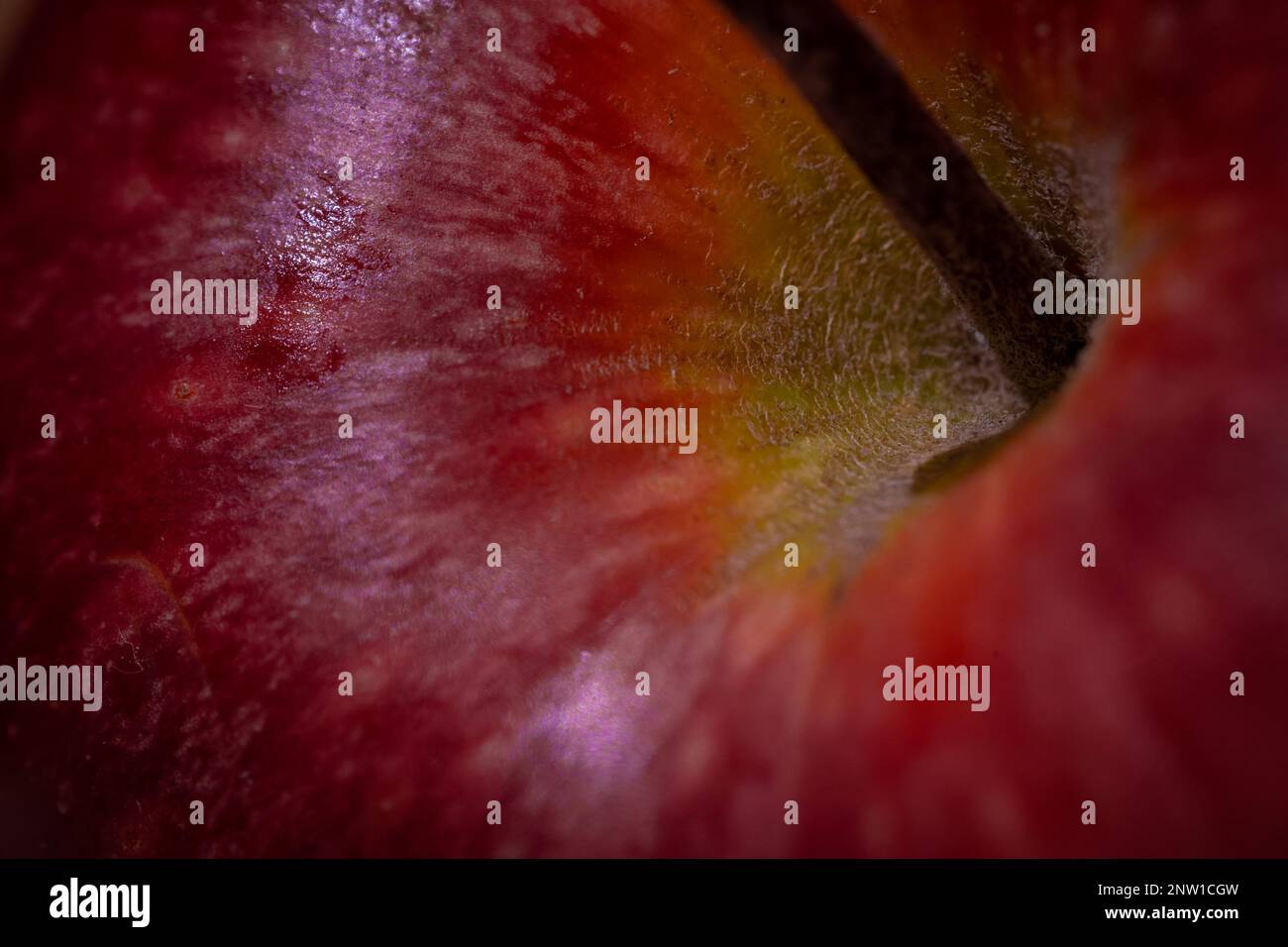 Close up or macro photo of a red apple and stalk. Brown stalk of an ...