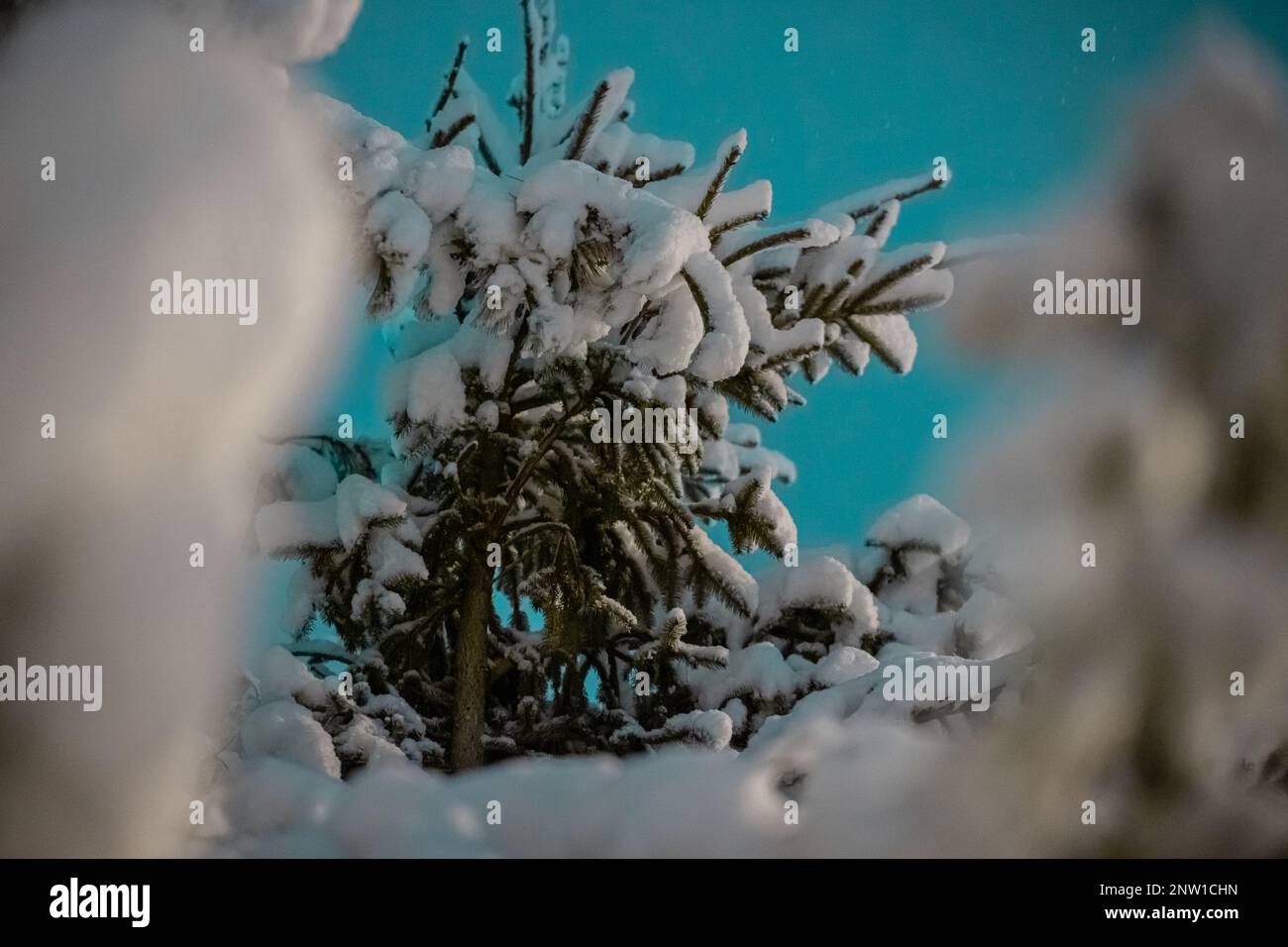 Tree with covered parts with heavy snow. Branches of a fir tree covered ...